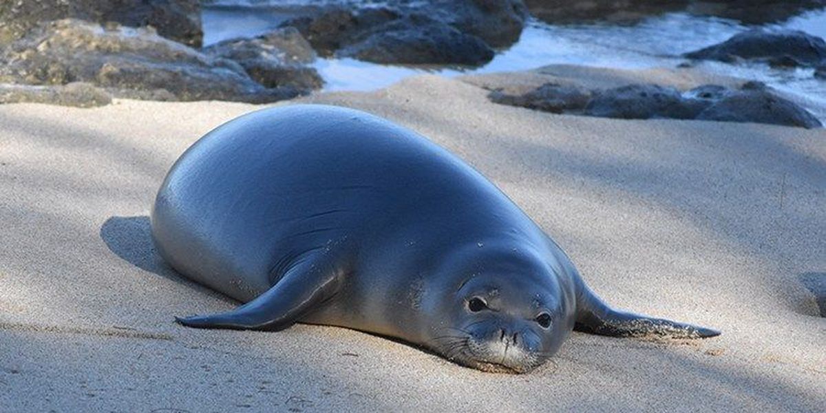 10 Most Endangered: Marine Animals - Jet Text