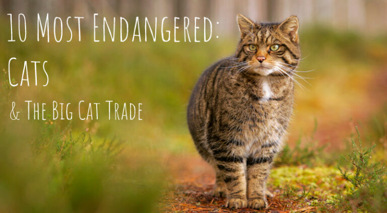 10 Most Endangered: Cats and the Big Cat Trade - Jet Text