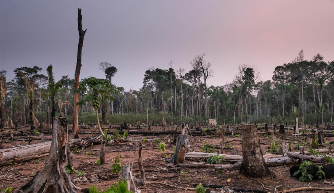 10 Most Endangered: Trees & The Effects of Deforestation - Jet Text